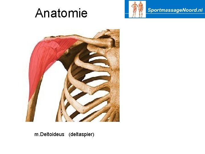 Fysiology Anatomie Jan Douma Fysiologie Welke systemen zitten