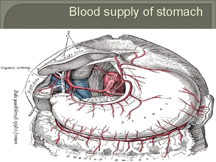 Stomach and esophagus The esophagus is a tubular