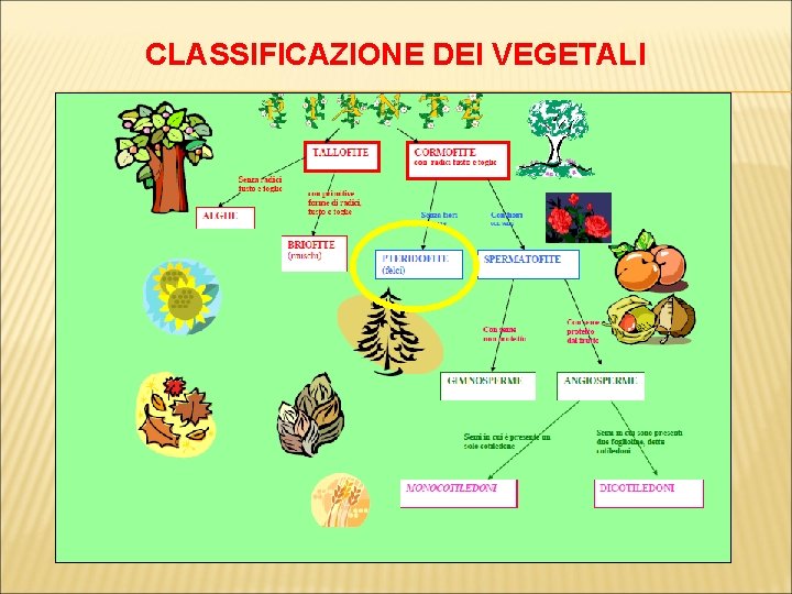 NOZIONI DI SISTEMATICA GENERALE La classificazione dei vegetali