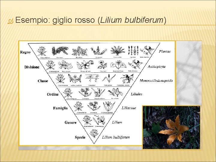 NOZIONI DI SISTEMATICA GENERALE La classificazione dei vegetali