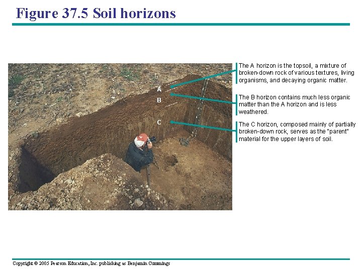 Chapter 37 Plant Nutrition Power Point Text Edit