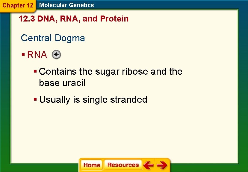 Chapter 12 Molecular Genetics 12 3 DNA RNA