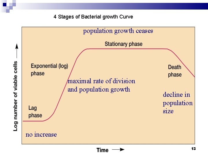 Microbial Growth When microbes are provided with nutrients