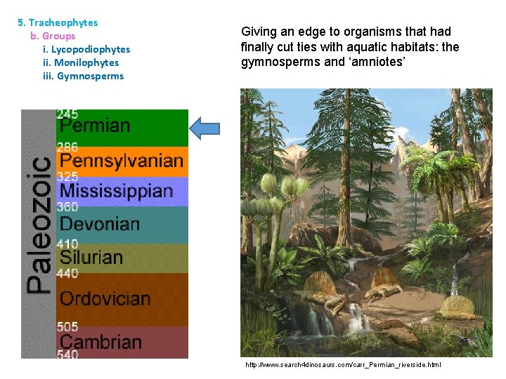 Plants 2 5 Tracheophytes b Groups i Lycopodiophytes
