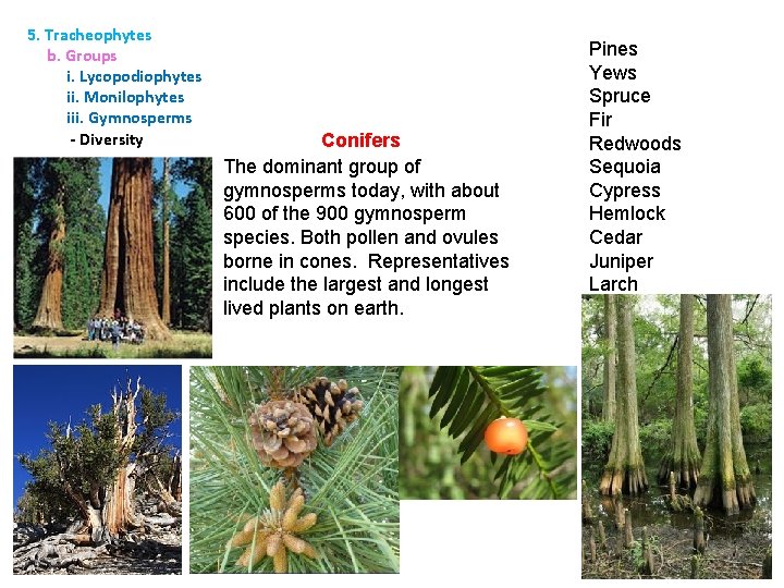 Plants 2 5 Tracheophytes b Groups i Lycopodiophytes