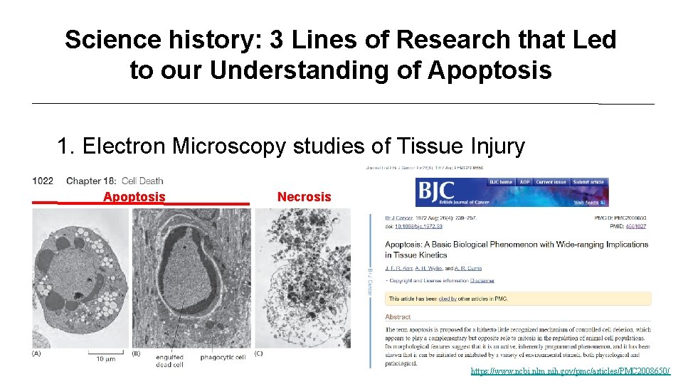 Molecular Cell Biology Bio 5068 Apoptosis in Development