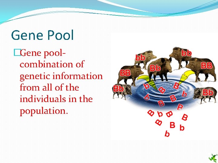 Population Genetics Chapter 16 17 Vocabulary Population a