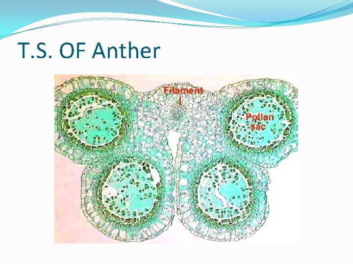 SEXUAL REPRODUCTION IN FLOWERING PLANTS Prepared by Mrs