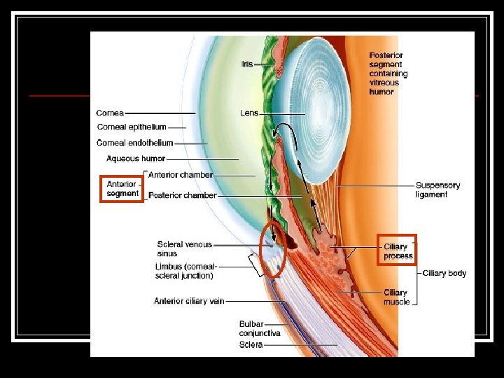 Human Anatomy Senses Conjunctiva Conjunctiva Covers the inner