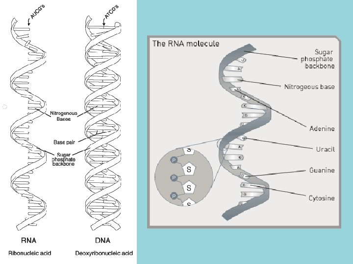 RNA ribonucleic acid single stranded nucleotide chain ribose
