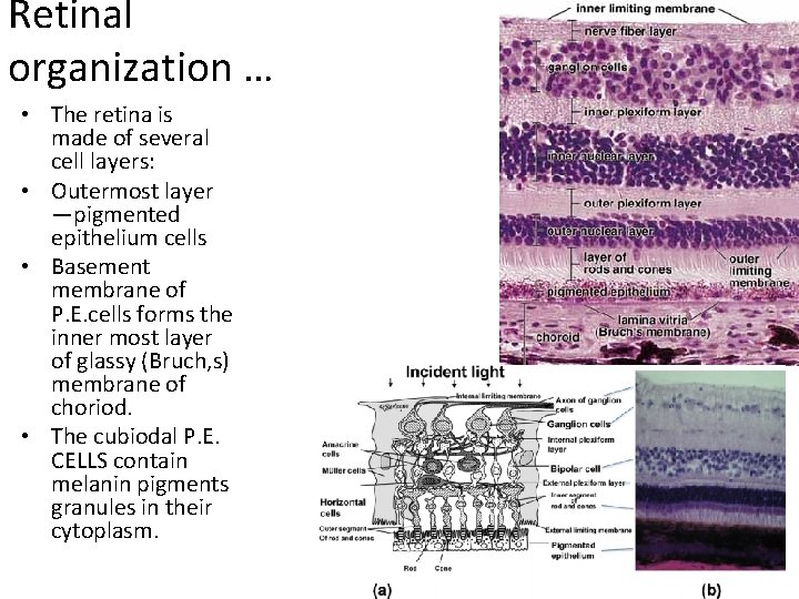 Eye Histology BY Dr Zahid Sarfaraz Khan AP