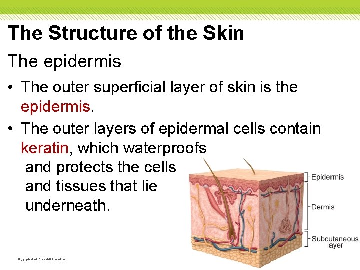 Skin and the Integumentary System Section 32 1