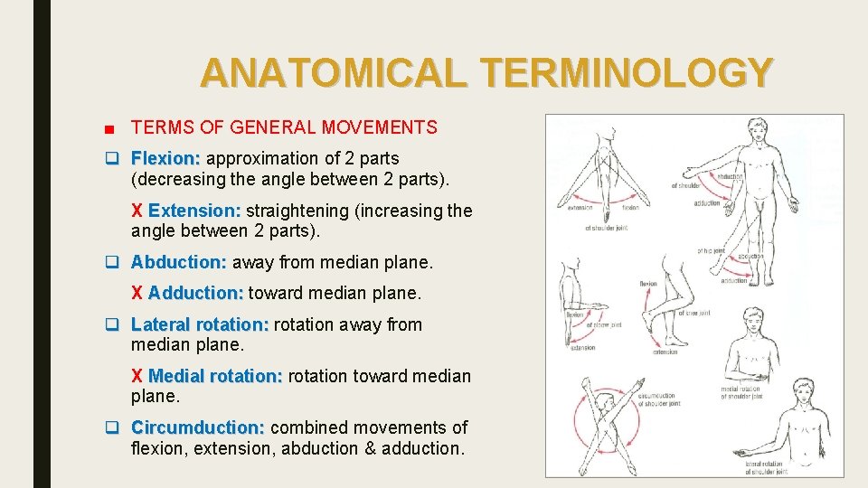 INTRODUCTION TO ANATOMY AND SKELETAL SYSTEM OBJECTIVES By