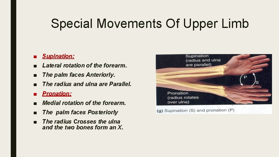 INTRODUCTION TO ANATOMY AND SKELETAL SYSTEM OBJECTIVES By