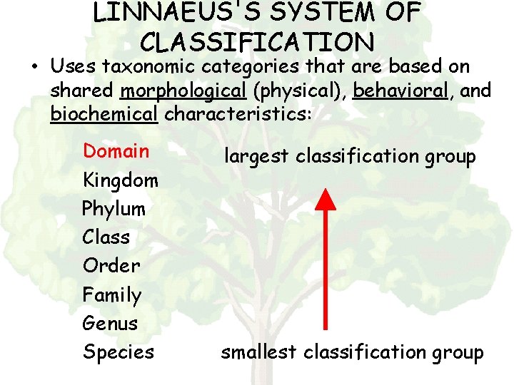 CLASSIFICATION REMEMBERCHARACTERISTICS OF LIVING THINGS made up of