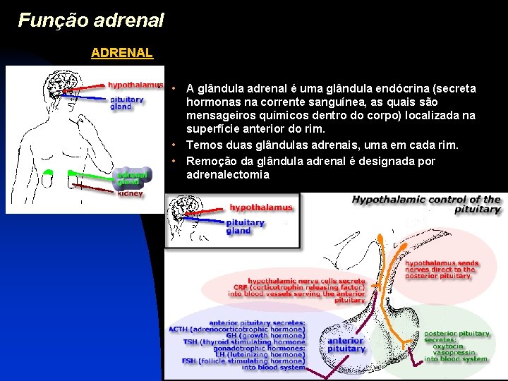 Funo adrenal ADRENAL A glndula adrenal uma glndula