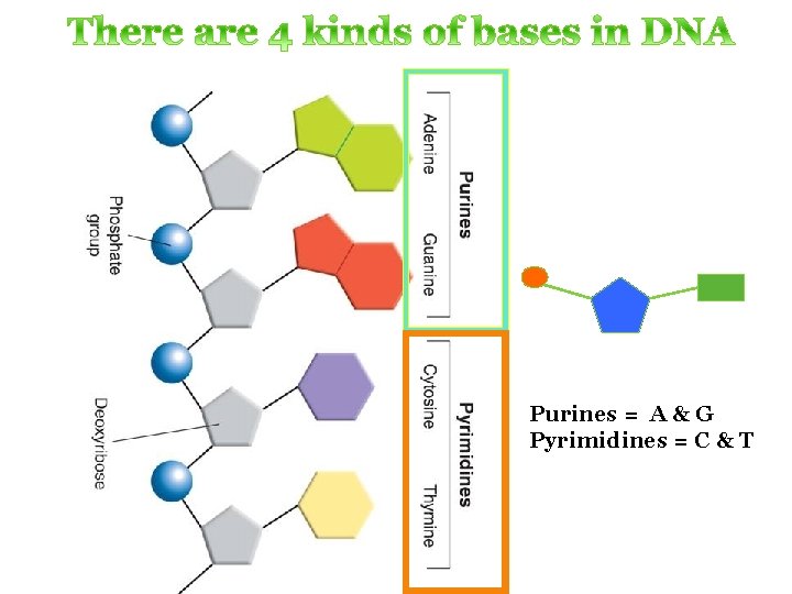 DNA and RNA Structure of DNA Deoxyribonucleic Acid