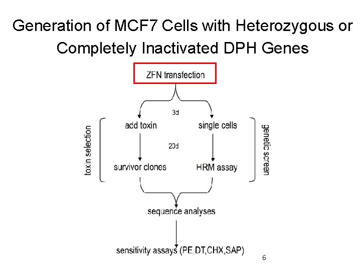 Loss of diphthamide preactivates NFB and death receptor