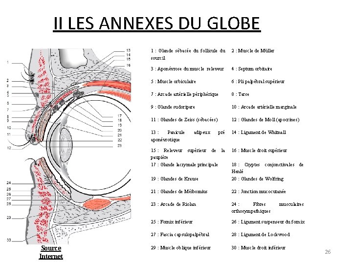 ANATOMIE DU GLOBE OCULAIRE Anne Acadmique 2019 2020