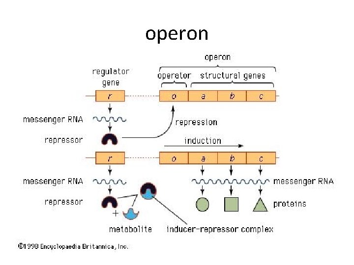 Lecture 14 th in molecular biology Control of