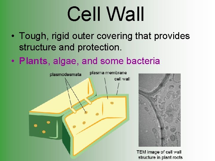 Parts and Functions of Eukaryotic Cells Chapter 7