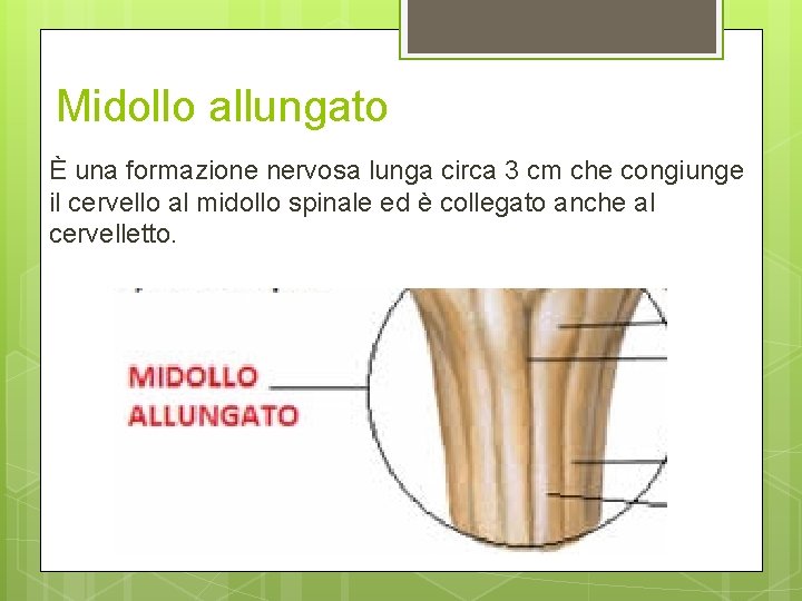 IL SISTEMA NERVOSO Mappe Marianna Gravina Classe III