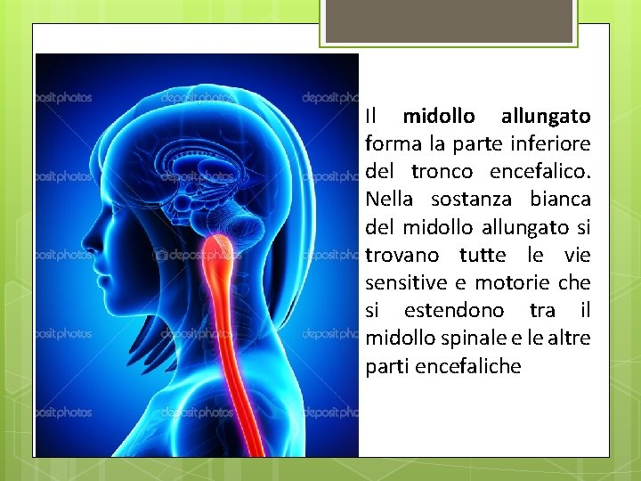 IL SISTEMA NERVOSO Mappe Marianna Gravina Classe III