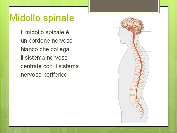 IL SISTEMA NERVOSO Mappe Marianna Gravina Classe III
