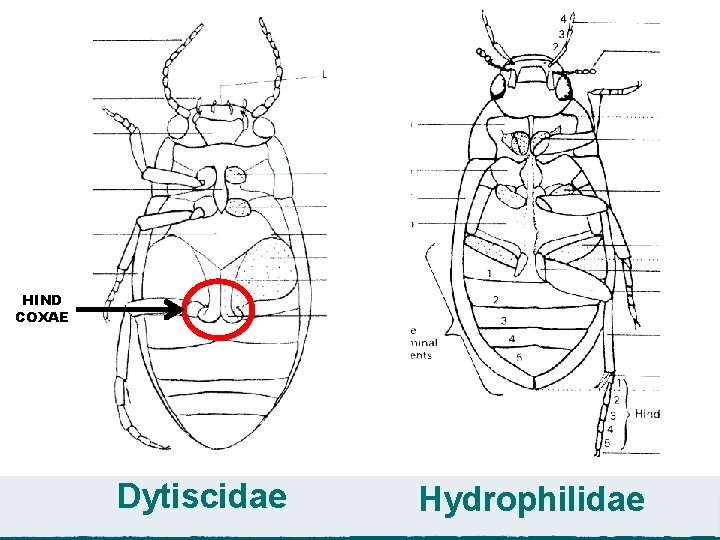 Pond Net Surveying for macroinvertebrates Adapted from a