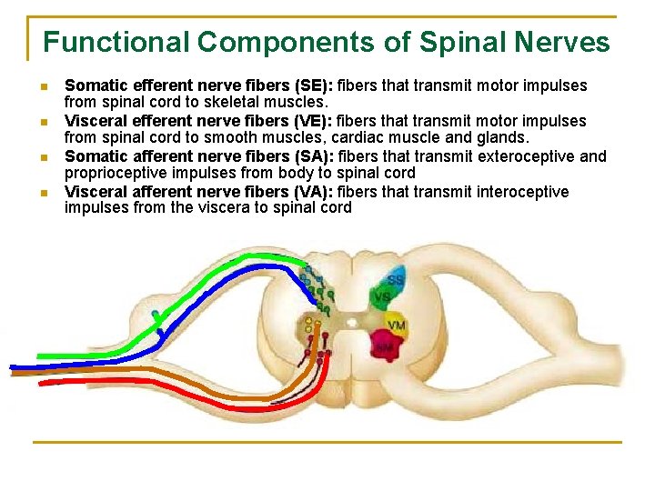 The Spinal Nerves SHANDONG UNIVERSITY Liu Zhiyu General