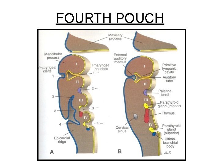 Pharyngeal arches Primitive pharynx stomodeum Hind brain vesicle