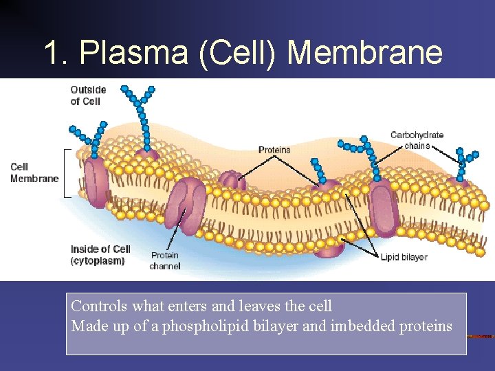 Notes Cell Basics and Organelles Life its all