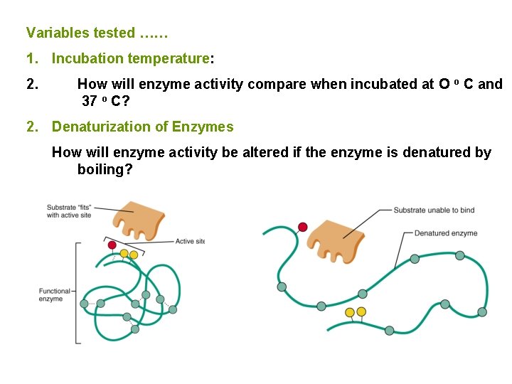 BIOL 204 Lab For Week 12 Digestive Enzymes