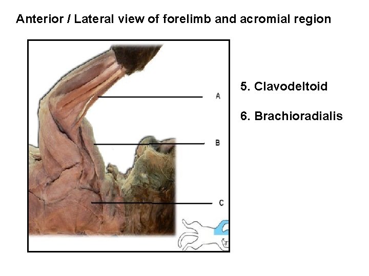 Quiz 4 Intro to Muscle System BIOL 218