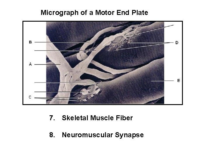 Quiz 4 Intro to Muscle System BIOL 218