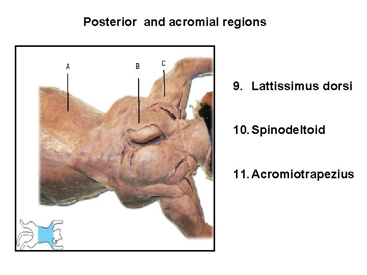 Quiz 4 Intro to Muscle System BIOL 218