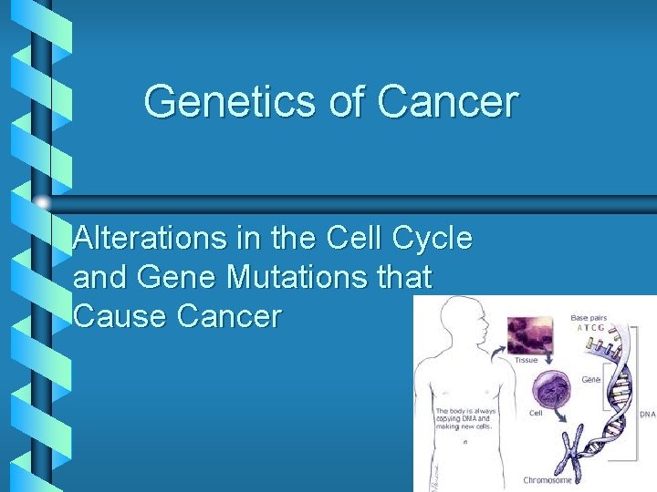 Genetics of Cancer Alterations in the Cell Cycle