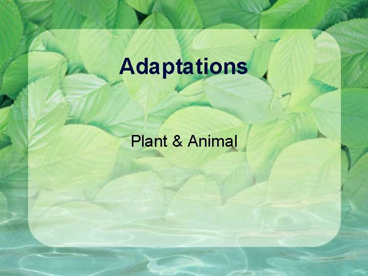 Adaptations Plant Animal Definition Characteristics that give an