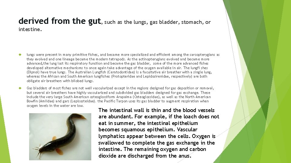 Three types of air breathing in fishes Two