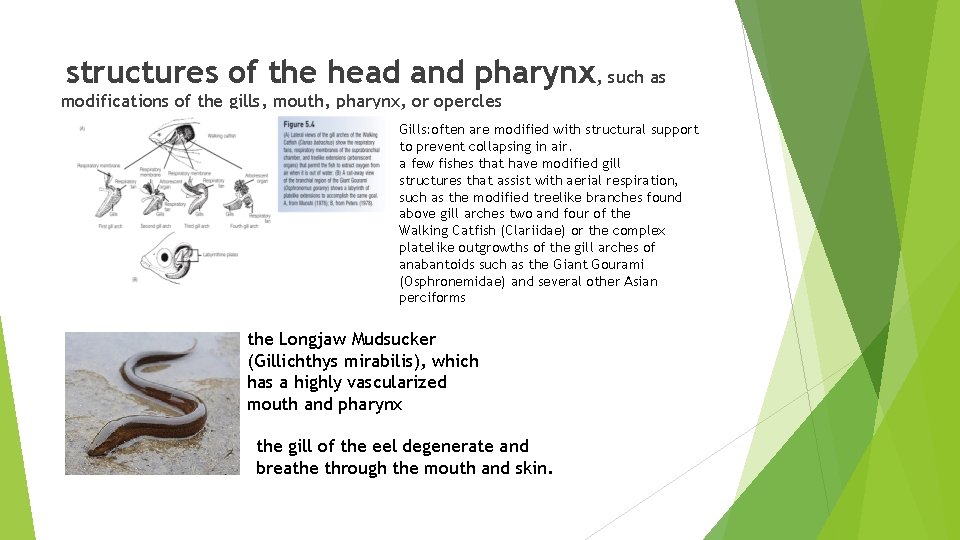 Three types of air breathing in fishes Two