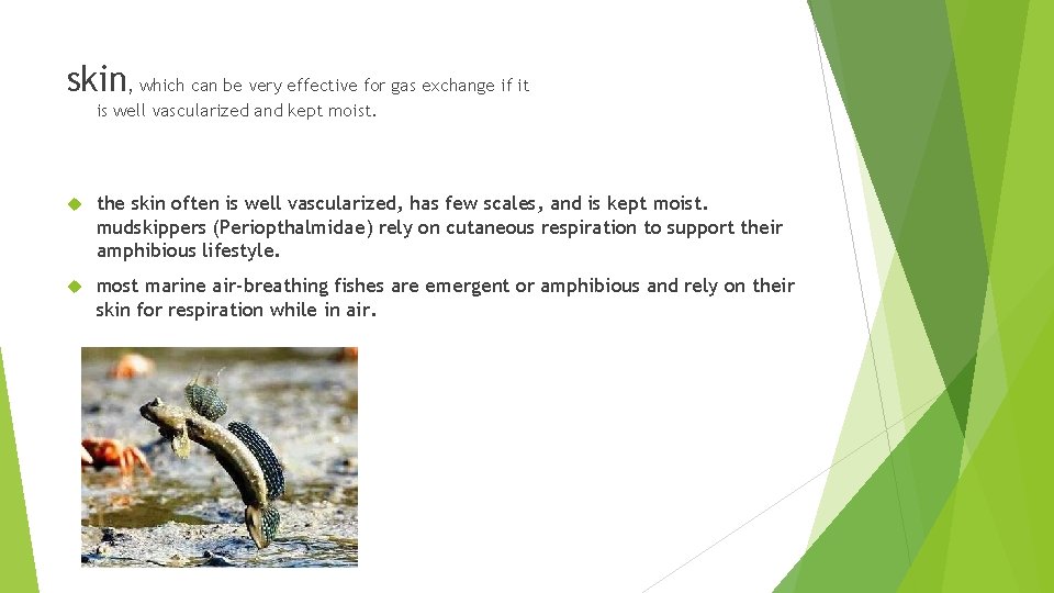 Three types of air breathing in fishes Two