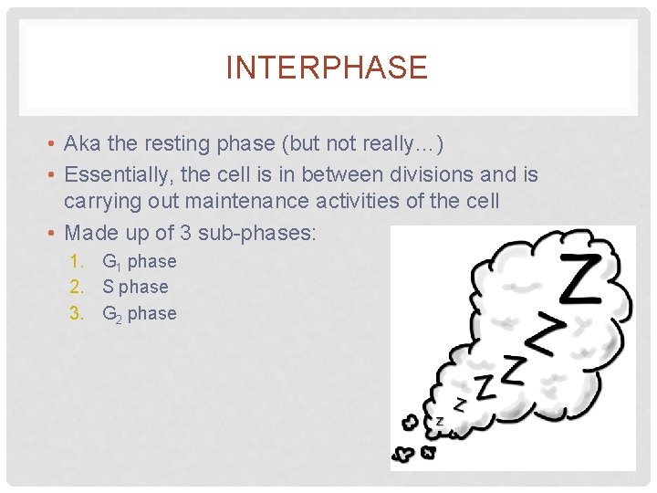 THE CELL CYCLE A CLOSER LOOK BIOLOGY 12
