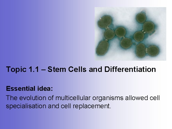 Topic 1 1 Stem Cells and Differentiation Essential