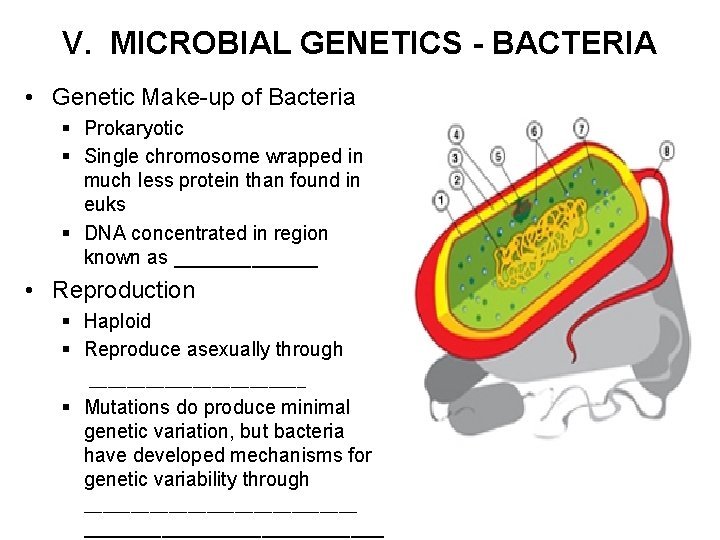 UNIT VI MOLECULAR GENETICS IV MICROBIAL GENETICS VIRUSES