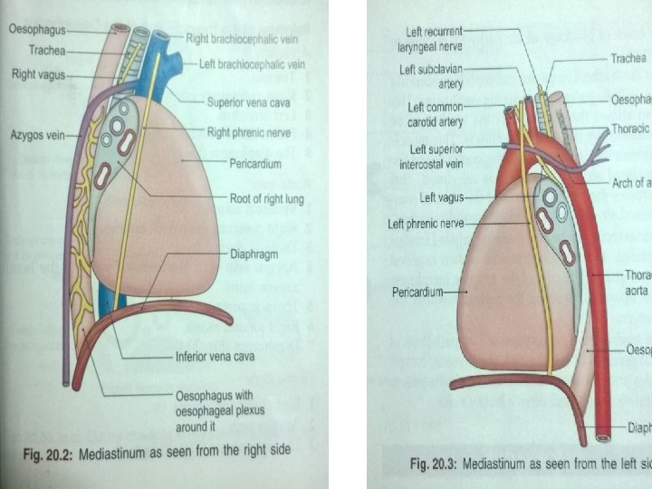 ANATOMY OF TRACHEA By Dr Manjula Vastrad Asst