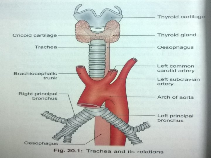 ANATOMY OF TRACHEA By Dr Manjula Vastrad Asst