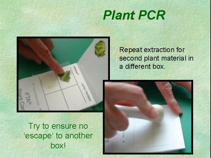 PCR of Chloroplast DNA Kath Crawford Jan Barfoot