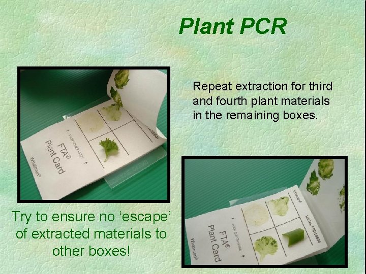 PCR of Chloroplast DNA Kath Crawford Jan Barfoot