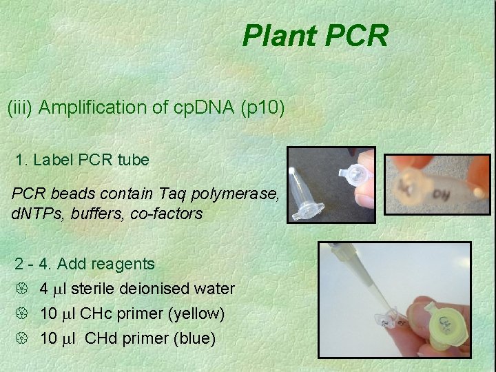 PCR of Chloroplast DNA Kath Crawford Jan Barfoot
