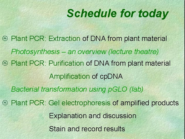 PCR of Chloroplast DNA Kath Crawford Jan Barfoot